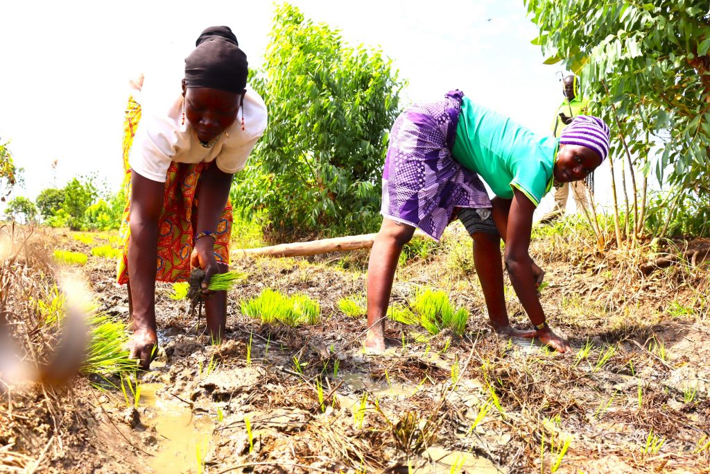 Repiquage du riz: Le quotidien sans repos des femmes de Bagré - Studio ...