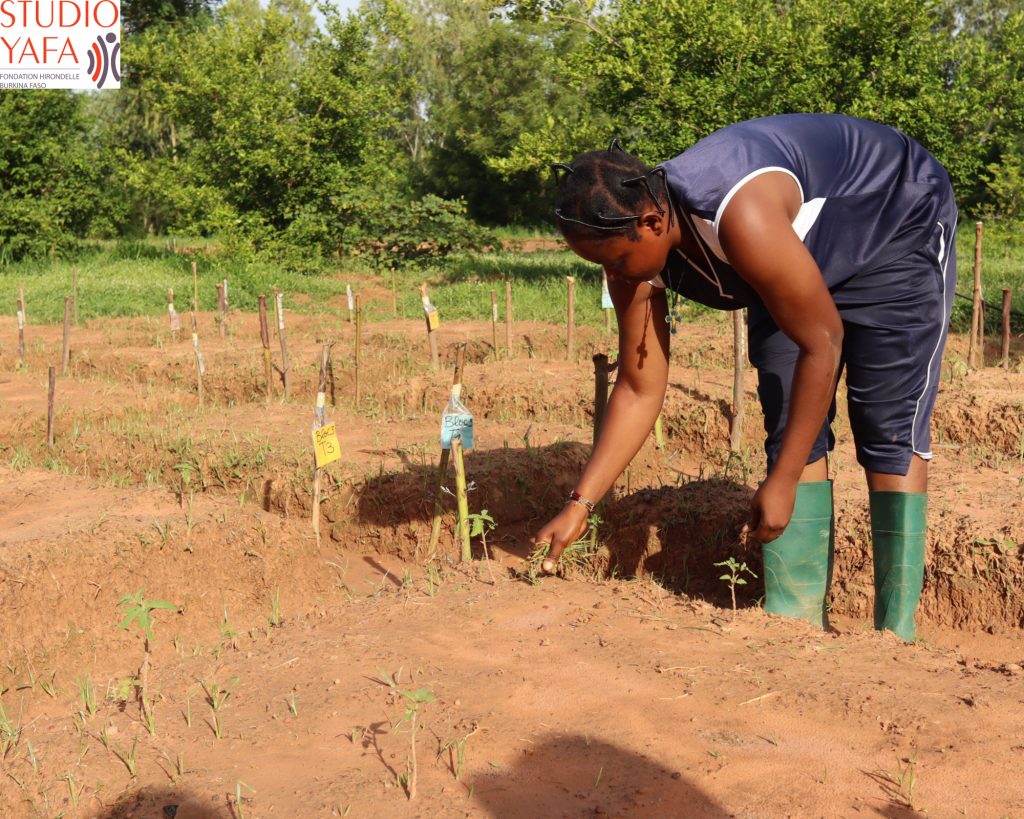 Agriculture : Matourkou ou le passage initiatique pour jeunes diplômés ...